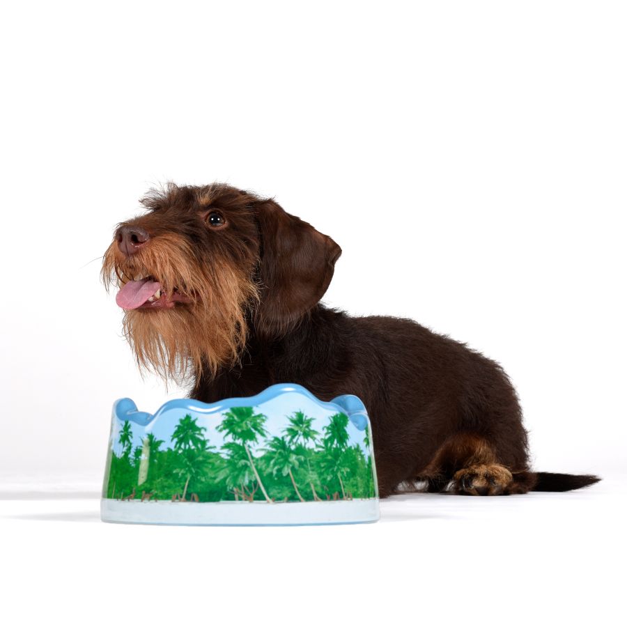 Ceramic Pet Bowl PETS (R)EVOLUTION Maldives by Seletti – TRDST